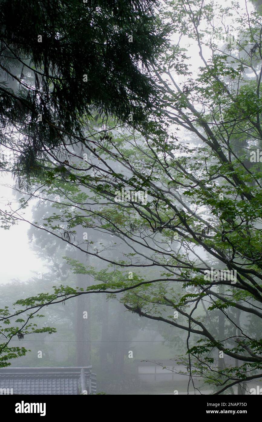 The green trees in a foggy park Stock Photo - Alamy