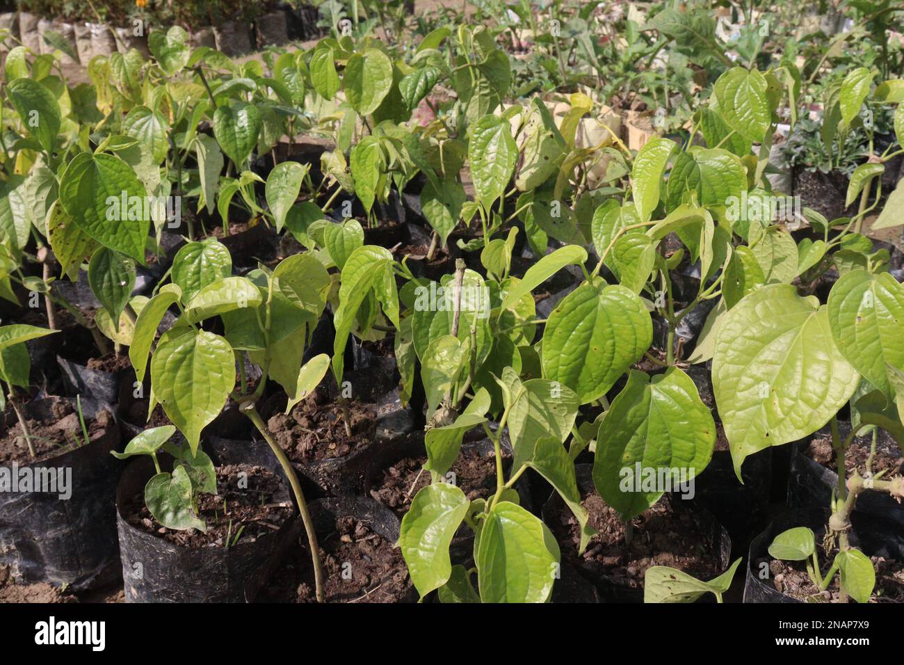 spice and tasty piper chaba leaf on tree for harvest are cash crops ...