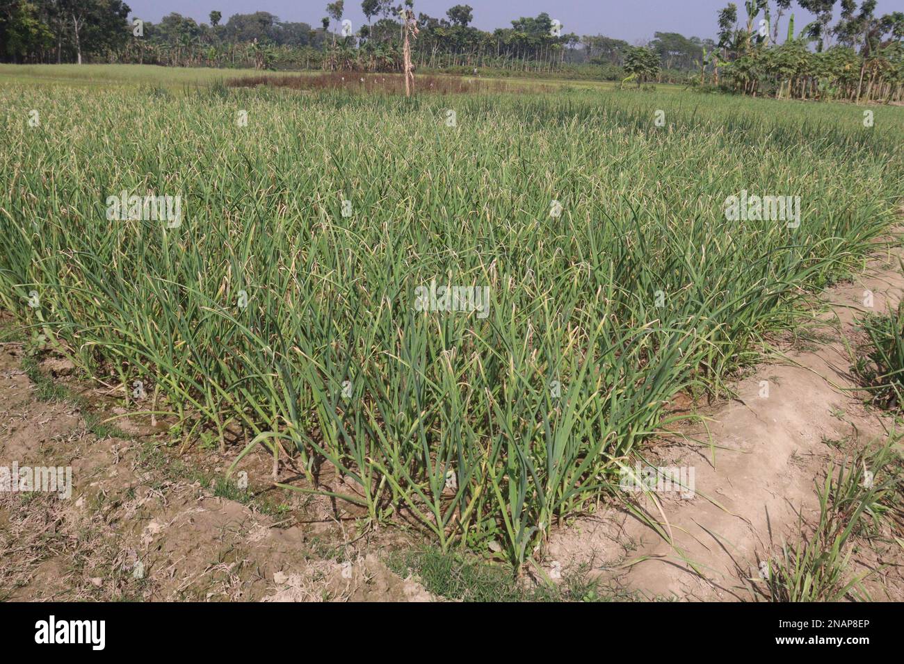 tasty and healthy green garlic farm for harvest are cash crops Stock ...