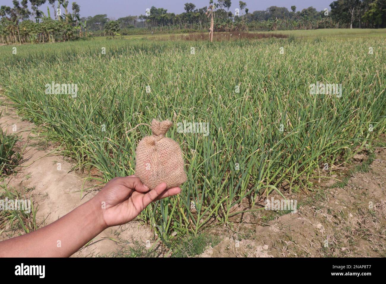 money bag on hand with garlic farm for harvest are cash crops Stock ...