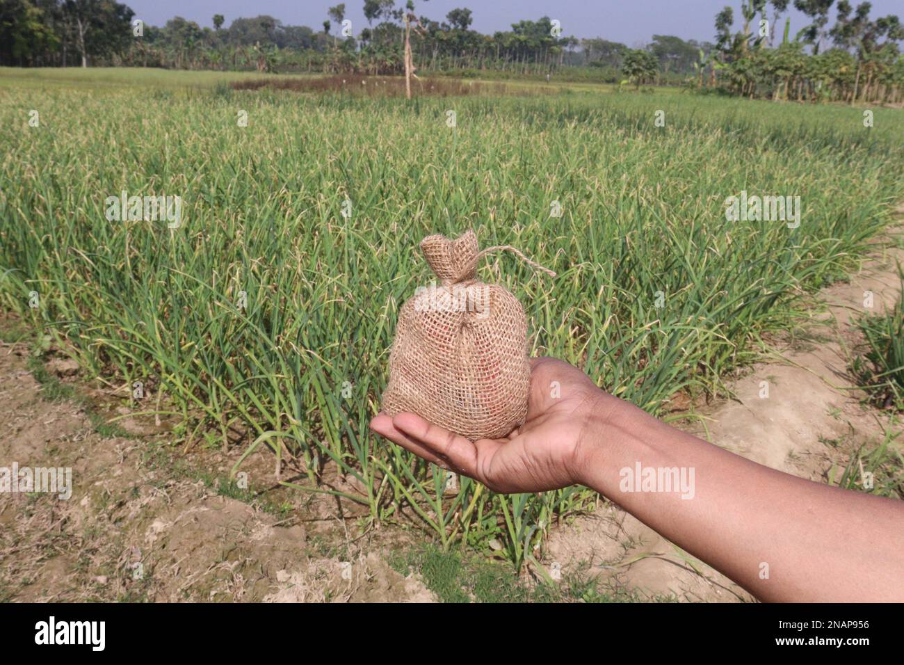 money bag on hand with garlic farm for harvest are cash crops Stock ...