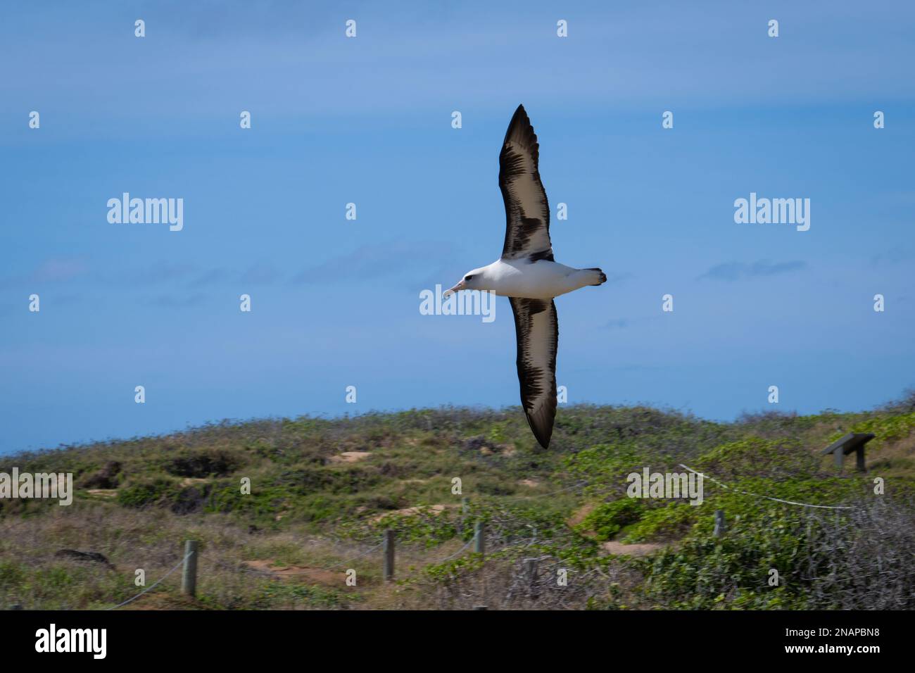 The Laysan albatross, flying in the blue sky with its wings wide open ...