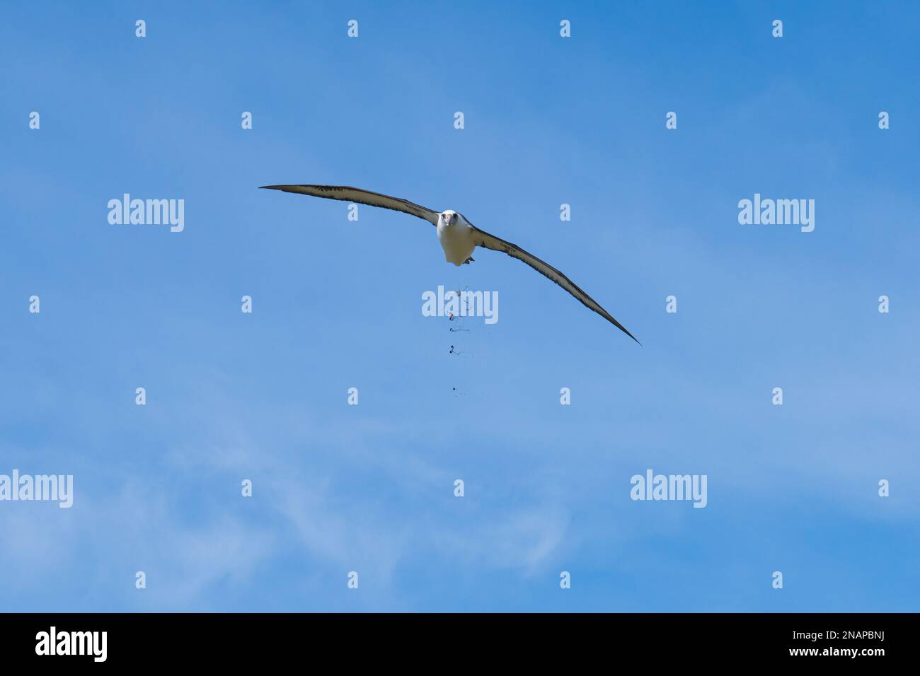 The Shy albatross, mollymawk flying high in the blue sky with its wings ...
