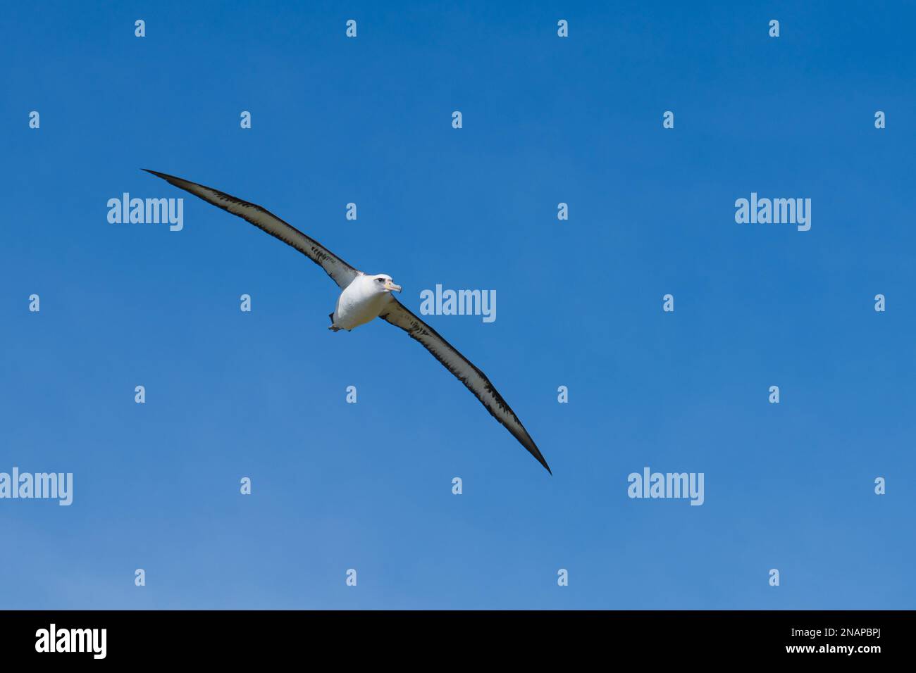 The Shy albatross, mollymawk flying high in the blue sky with its wings ...