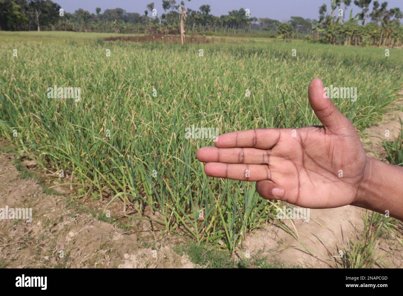 tasty and healthy green garlic farm for harvest and deaf with finger ...