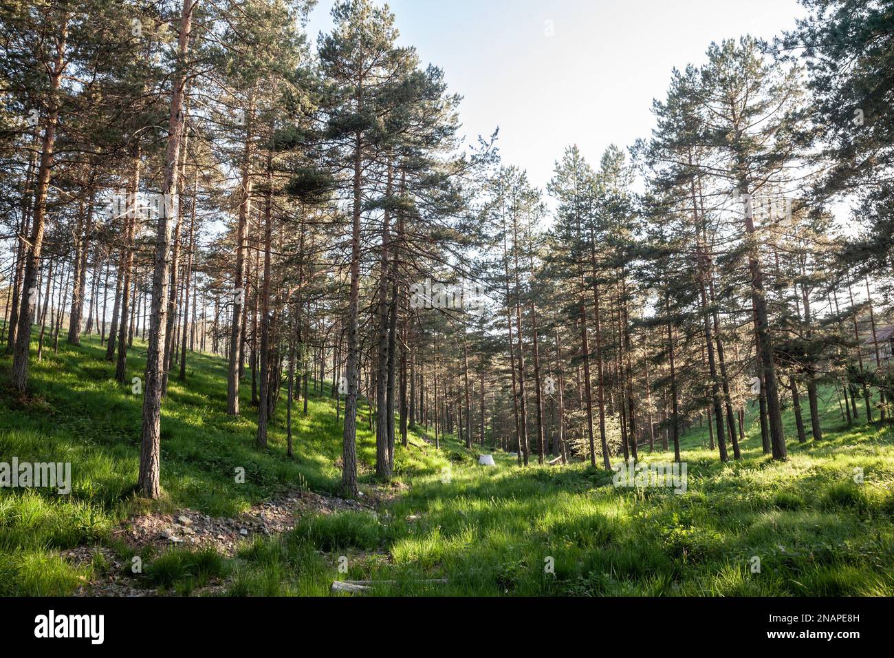 Picture of a typical pine forest in the Balkans, in a deep wood, in a ...