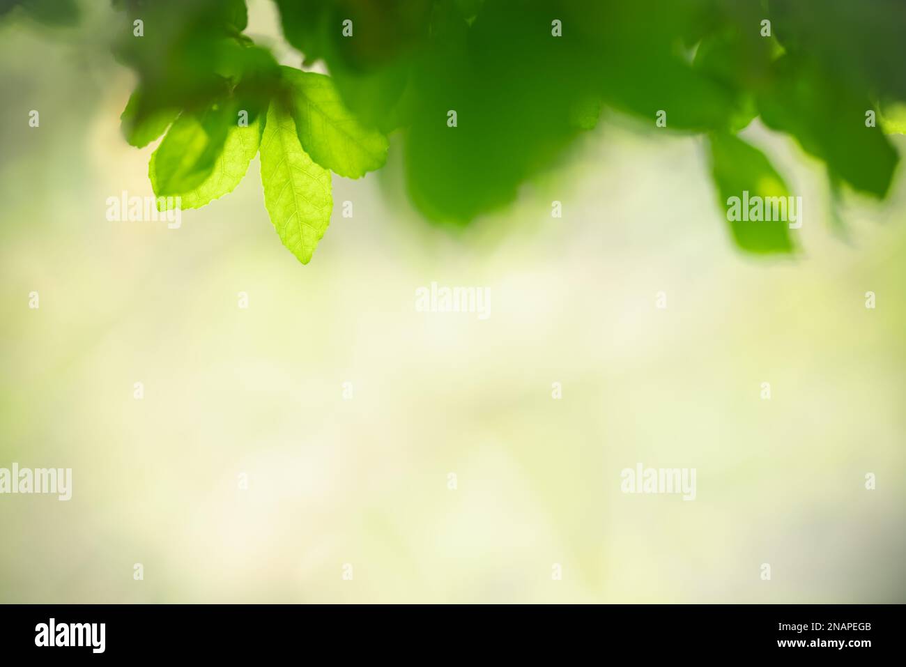 Beautiful nature view green leaf on blurred greenery background under ...