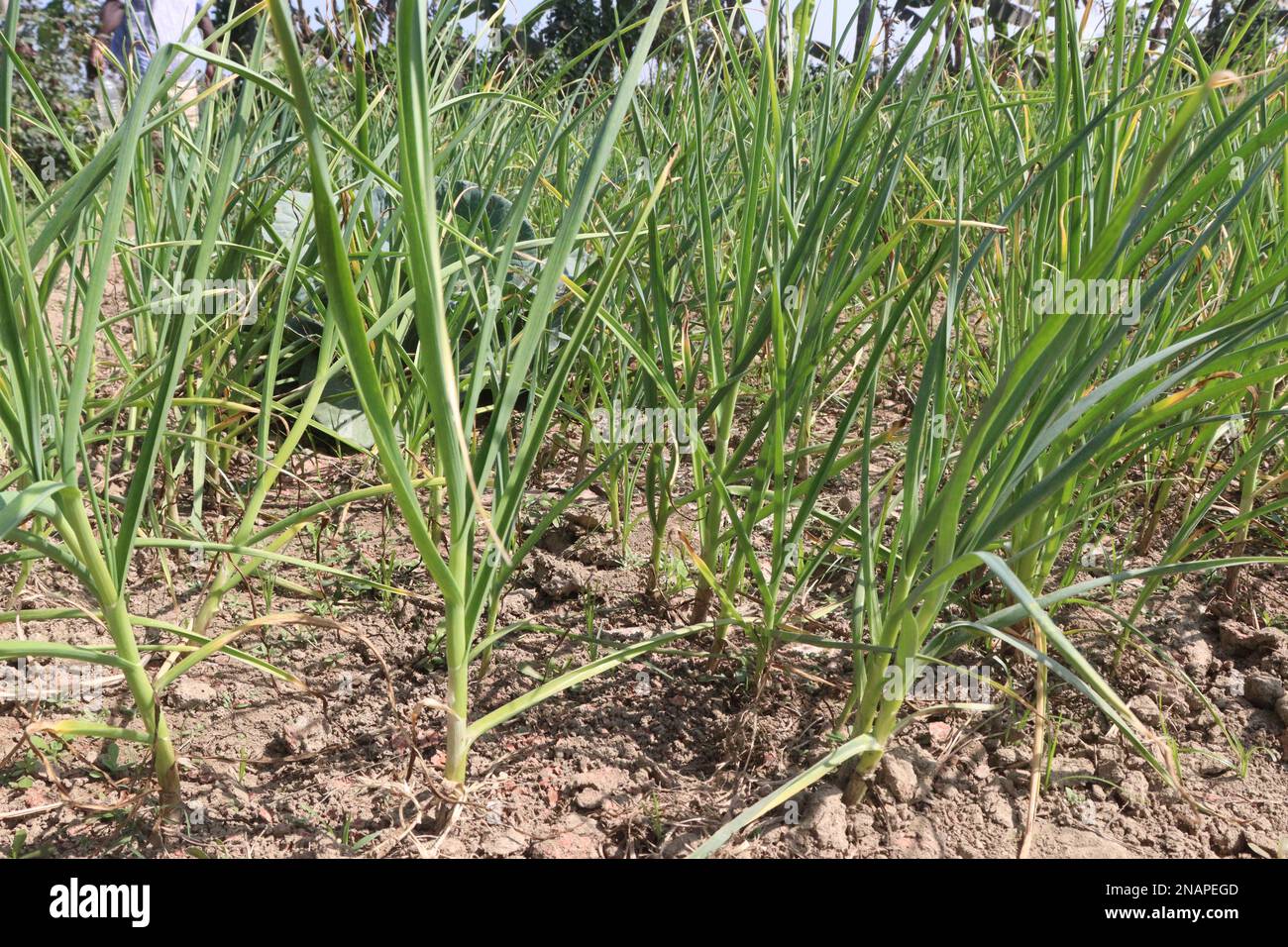 tasty and healthy green garlic farm for harvest are cash crops Stock ...