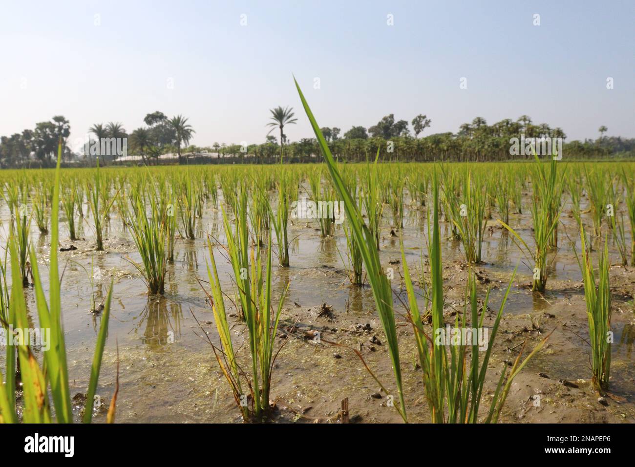paddy farm view with nature for harvest are cash crops Stock Photo - Alamy