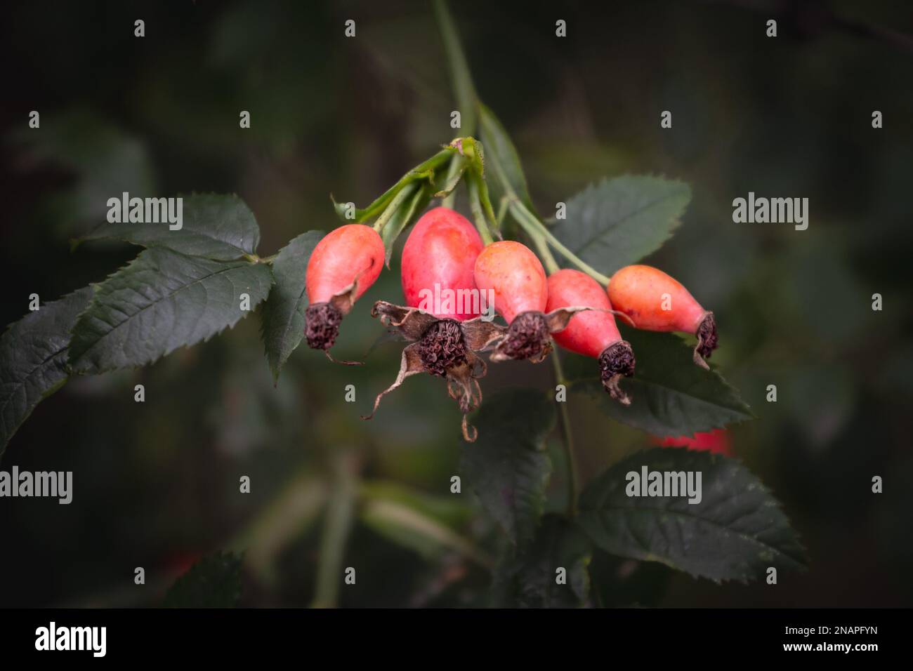 Picture of a wild rose plant with a focus on its rosehip. The rose hip ...