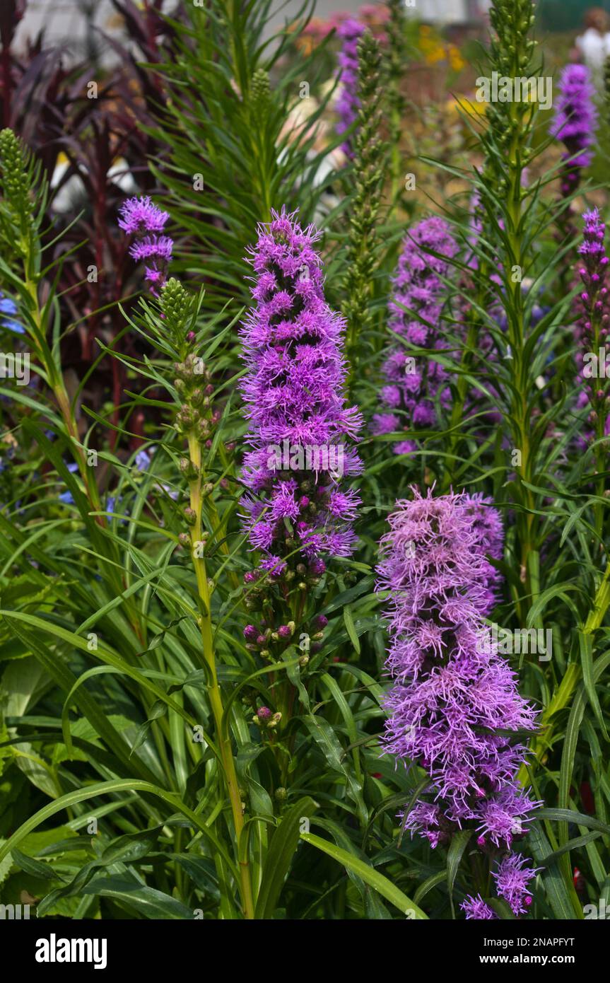 Purple Liatris Spitaca Kobold Stock Photo - Alamy