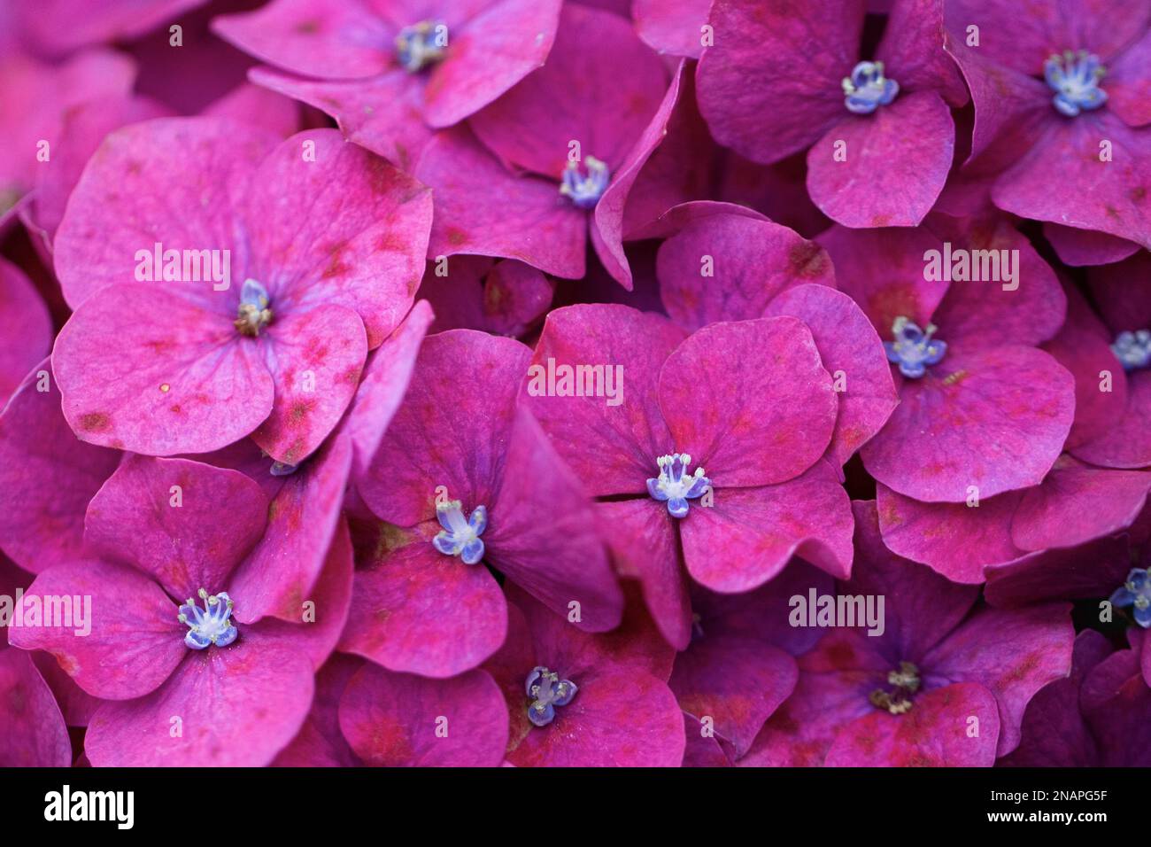 beautiful purple euphorbia flower background Stock Photo - Alamy