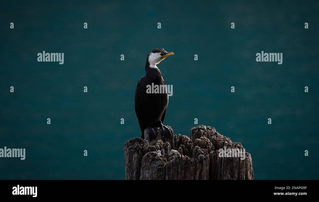 Close up view of black and white australian pied shag cormorant bird ...