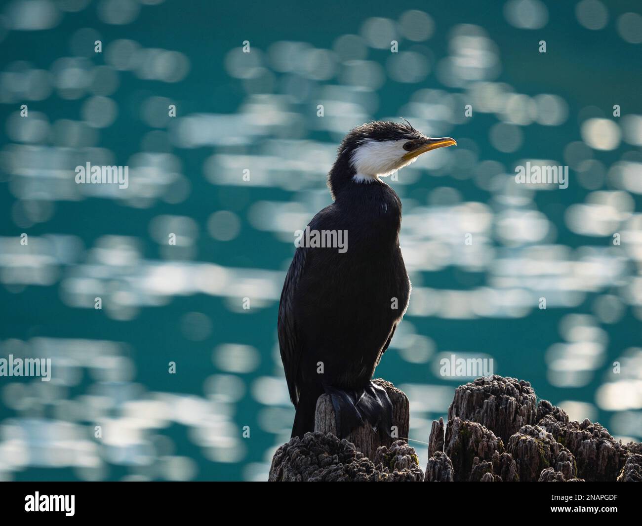 Australian pied shag hi-res stock photography and images - Alamy
