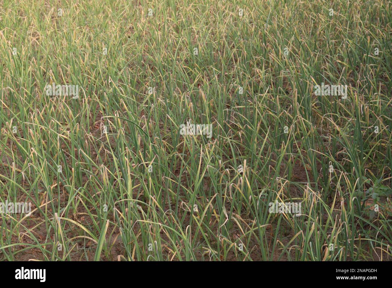 tasty and healthy green garlic farm for harvest are cash crops Stock ...