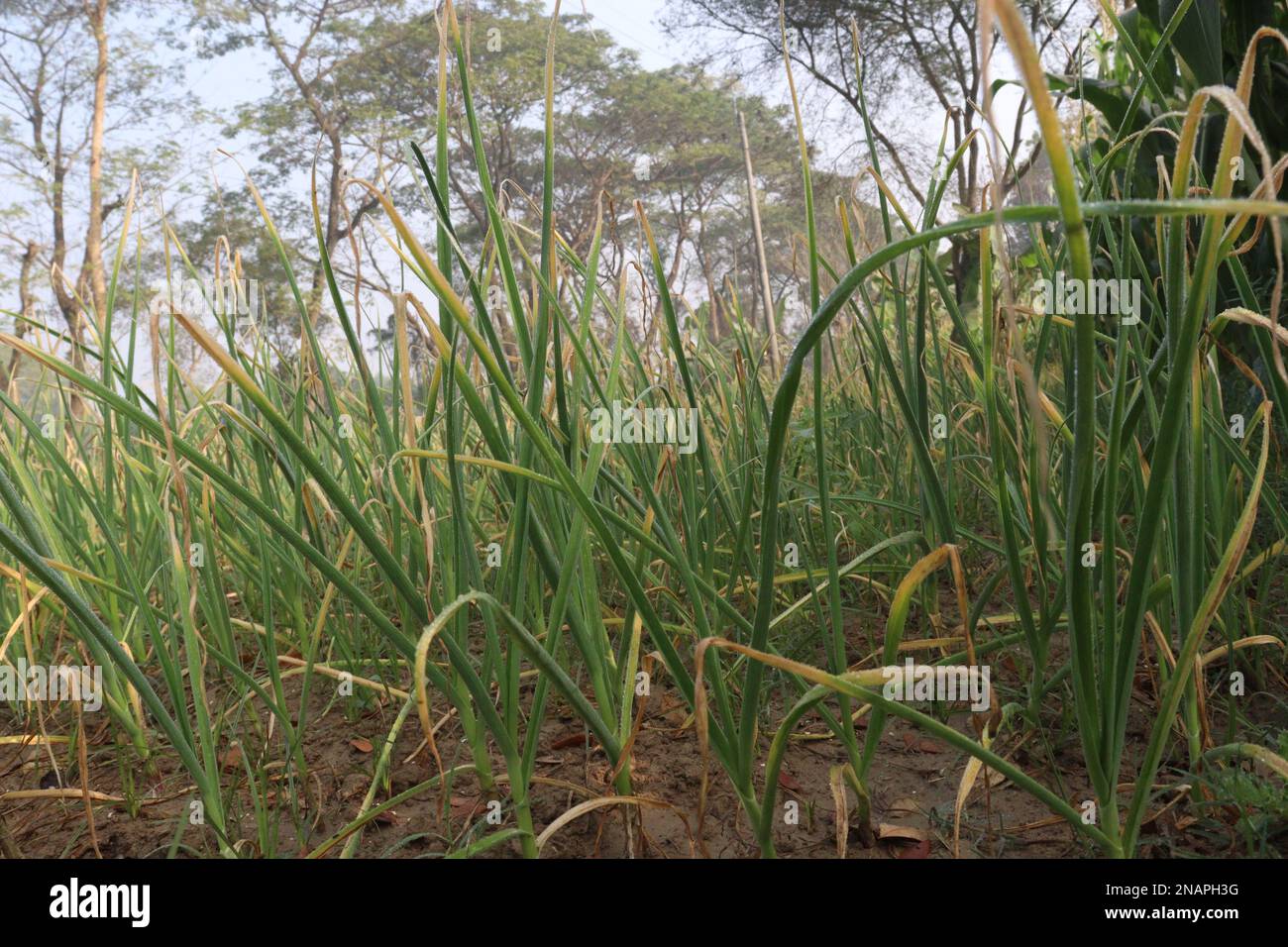tasty and healthy green garlic farm for harvest are cash crops Stock ...