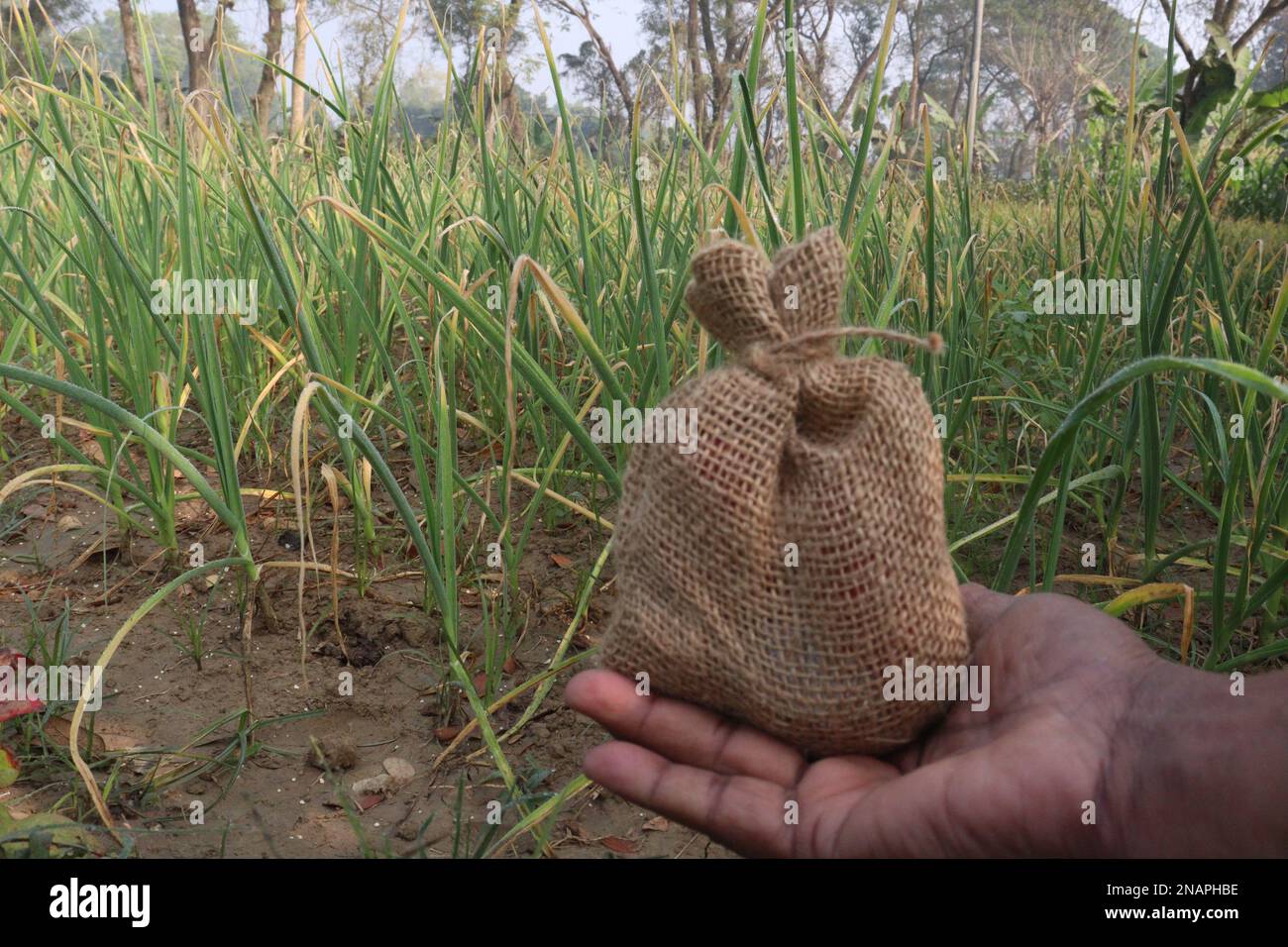 money bag on hand with garlic farm for harvest are cash crops Stock ...