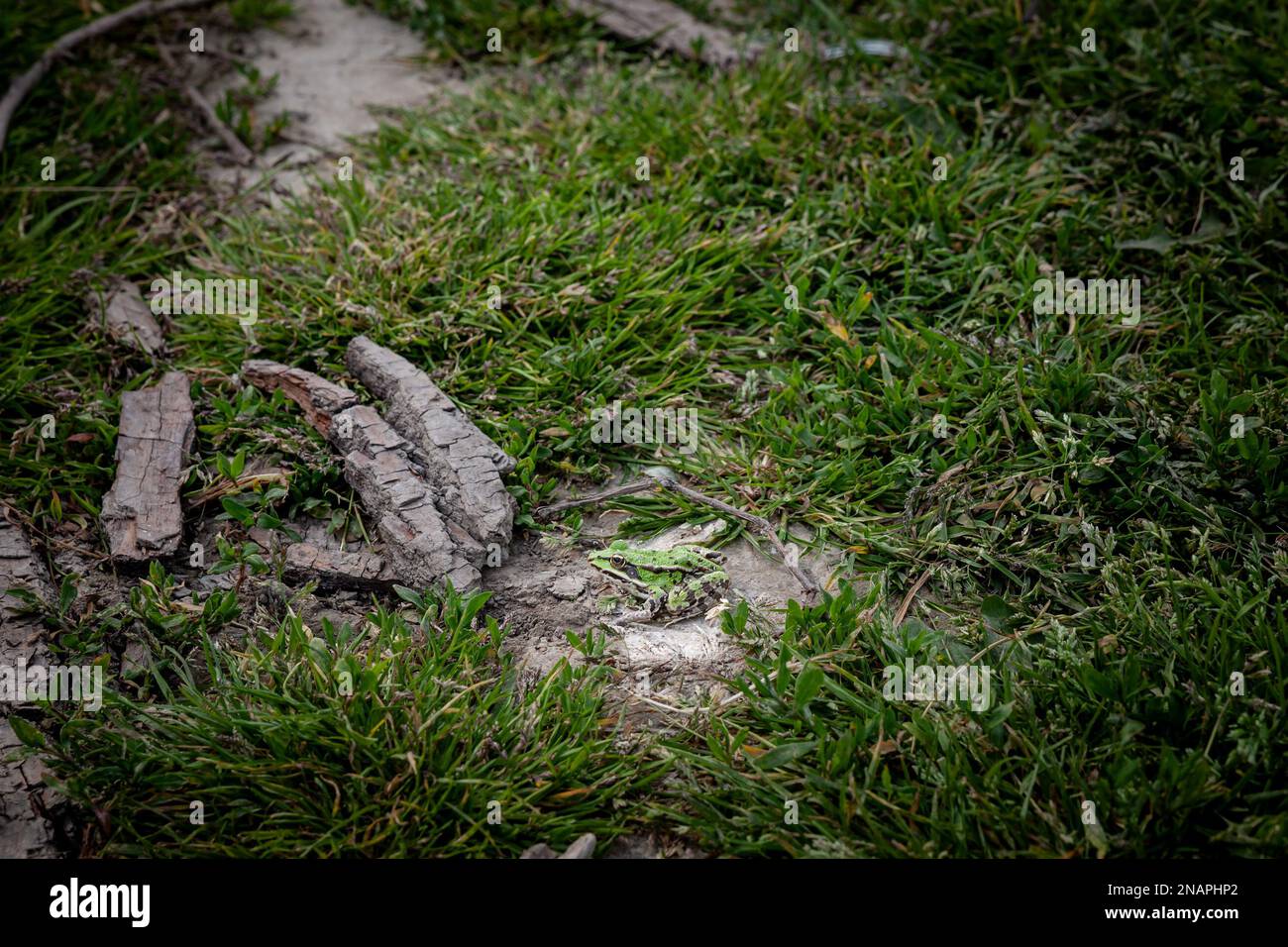 Picture of a common toad, green and grey, hiding in the grass ...