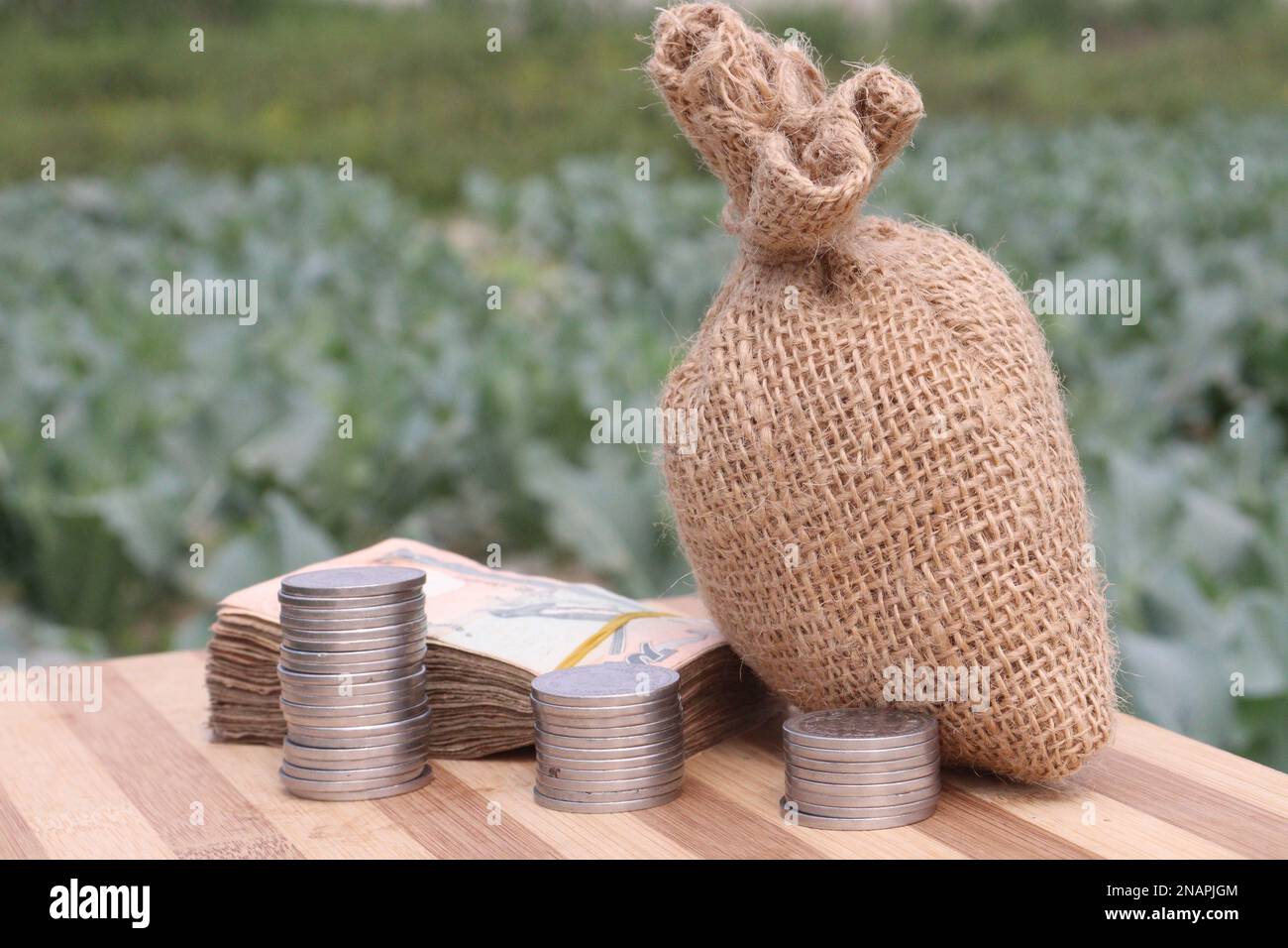 tasty and healthy Cauliflower farm with money bag for harvest are cash ...