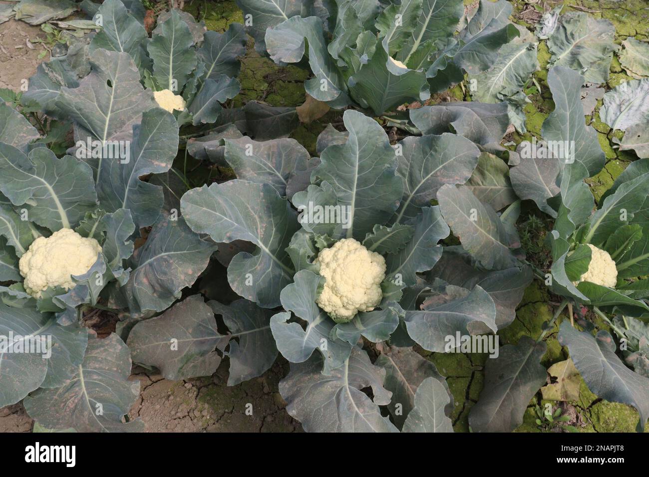 tasty and healthy Cauliflower farm for harvest are cash crops Stock ...