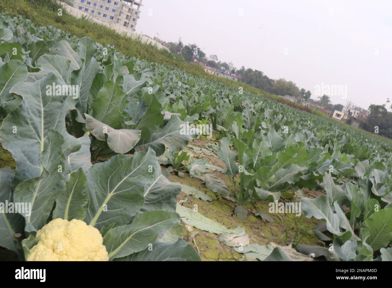 tasty and healthy Cauliflower farm for harvest are cash crops Stock ...