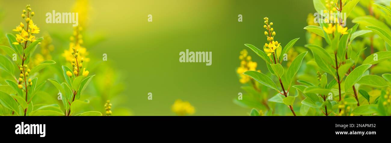 Closeup of mini yellow flower under sunlight with copy space using as ...
