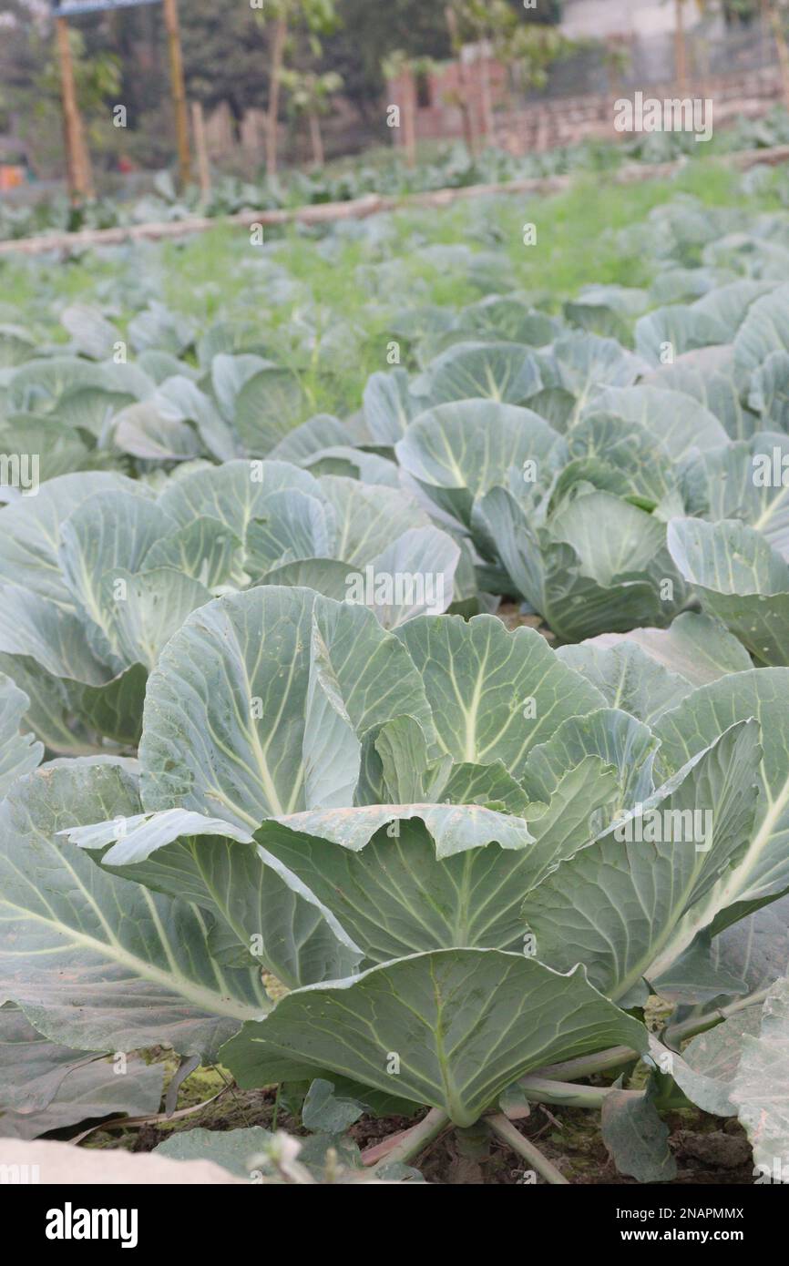 tasty and healthy Cauliflower farm for harvest are cash crops Stock ...
