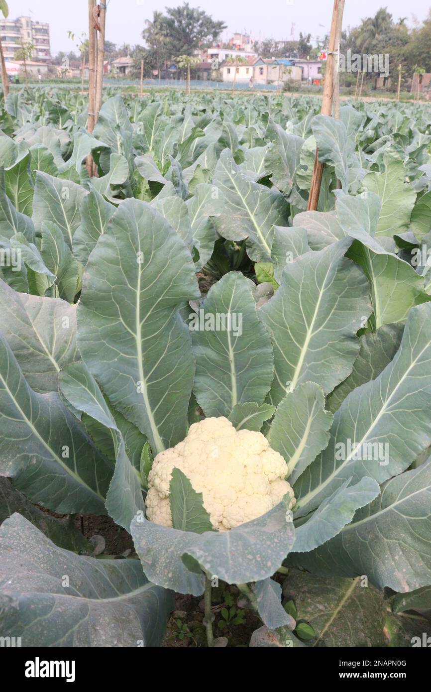 tasty and healthy Cauliflower farm for harvest are cash crops Stock ...