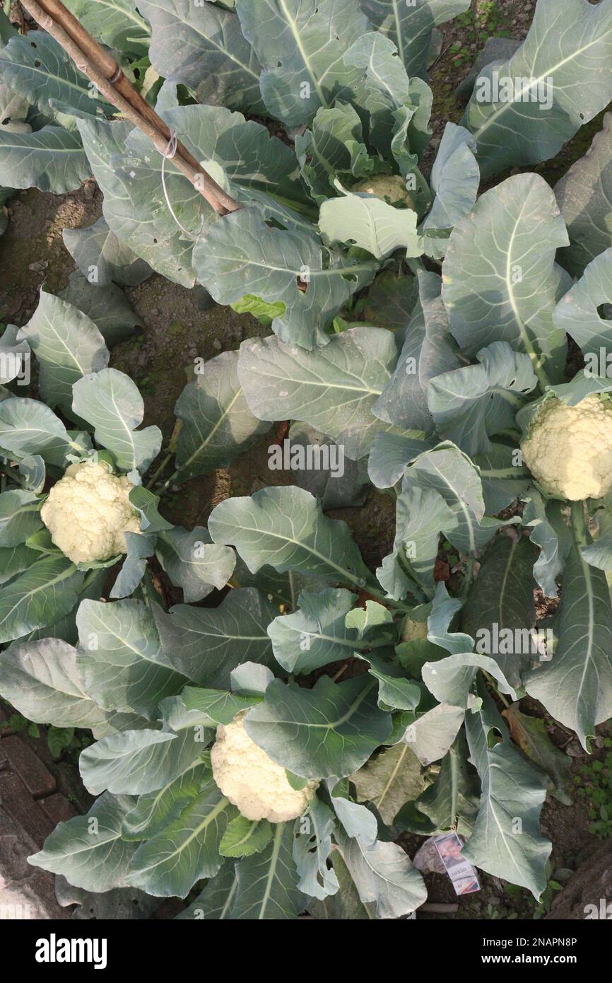 tasty and healthy Cauliflower farm for harvest are cash crops Stock ...