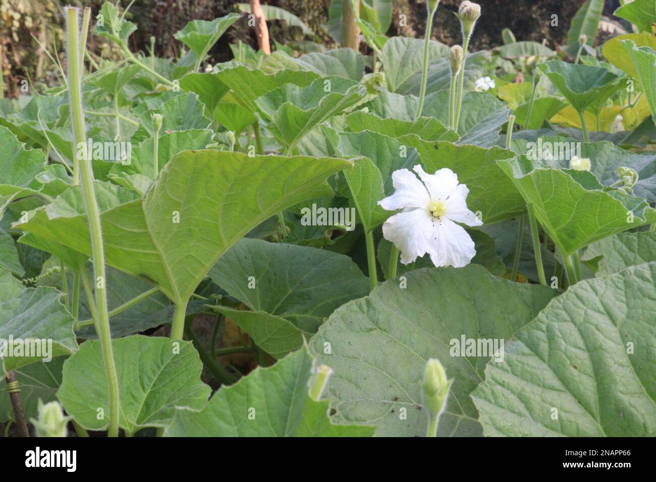 bottle guard farm on field for harvest are cash crops Stock Photo - Alamy