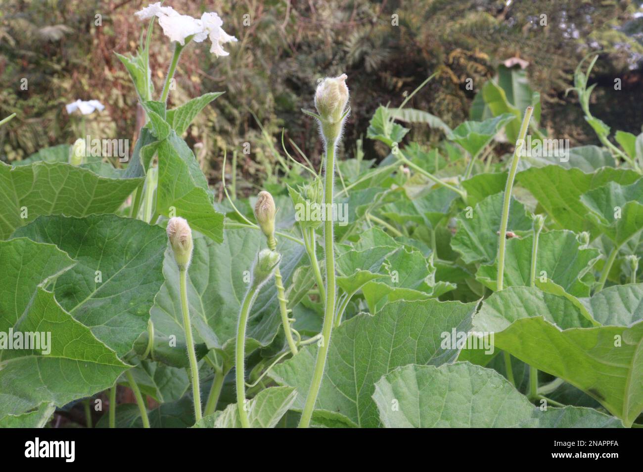 Bottle guard farming hi-res stock photography and images - Alamy