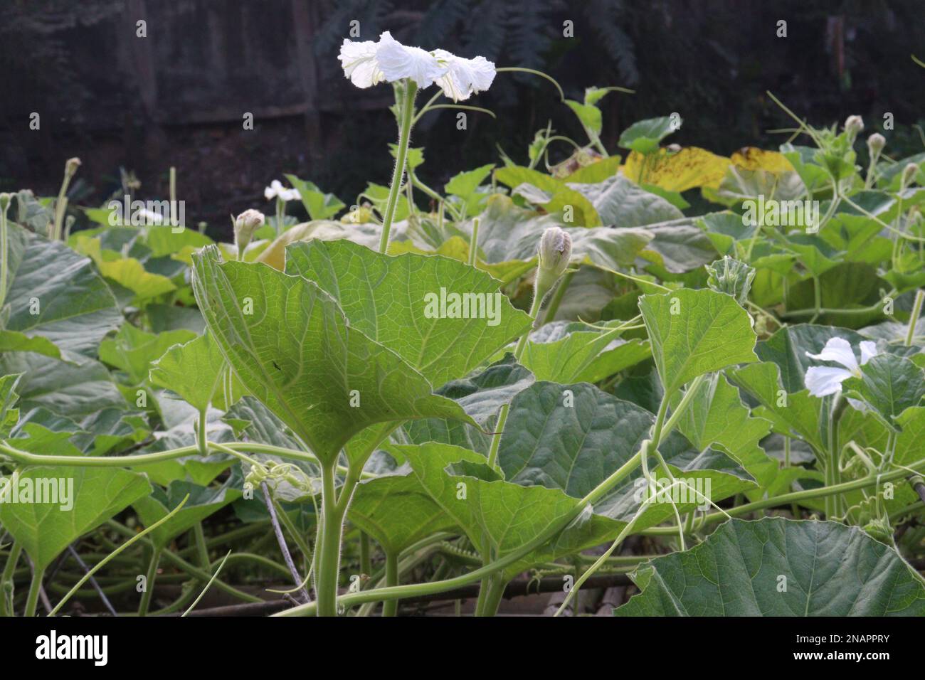 bottle guard farm on field for harvest are cash crops Stock Photo - Alamy