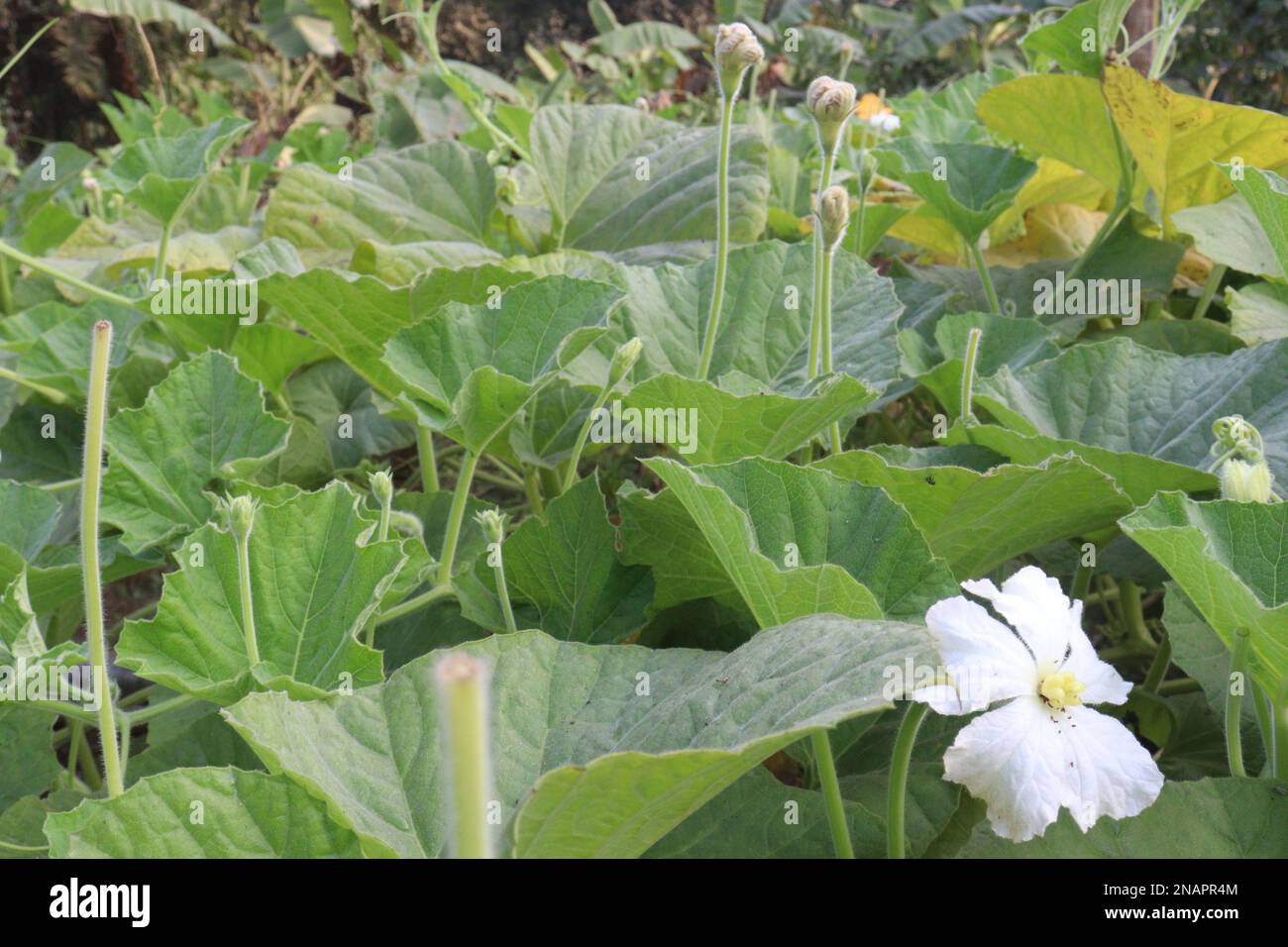 bottle guard farm on field for harvest are cash crops Stock Photo - Alamy