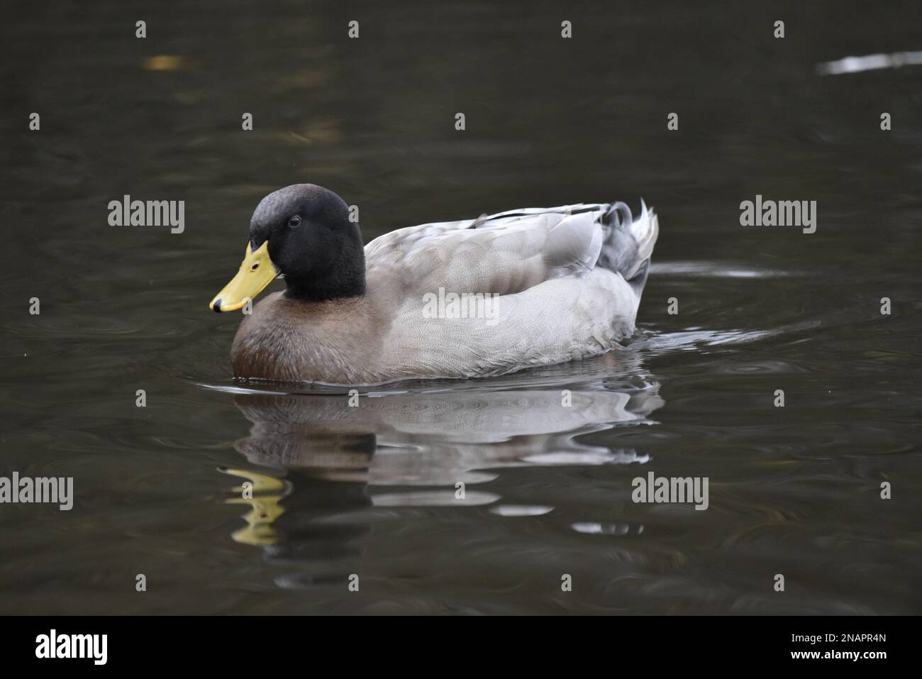 Orpington Duck (Anas platyrhynchos orpington) Swimming Towards Bottom ...