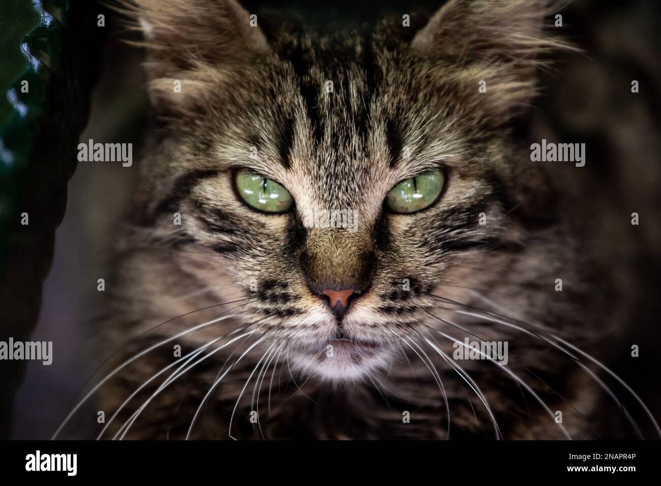Picture of a stray tabby cat, standing looking at the photographer with ...