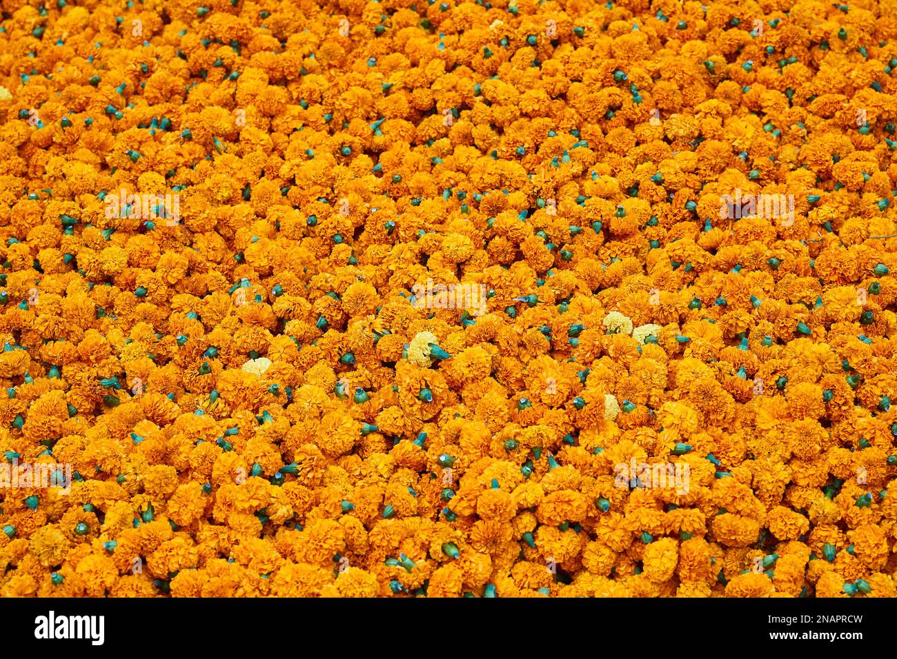 hundreds of orange carnation flowers for decoration on Divali Delhi ...
