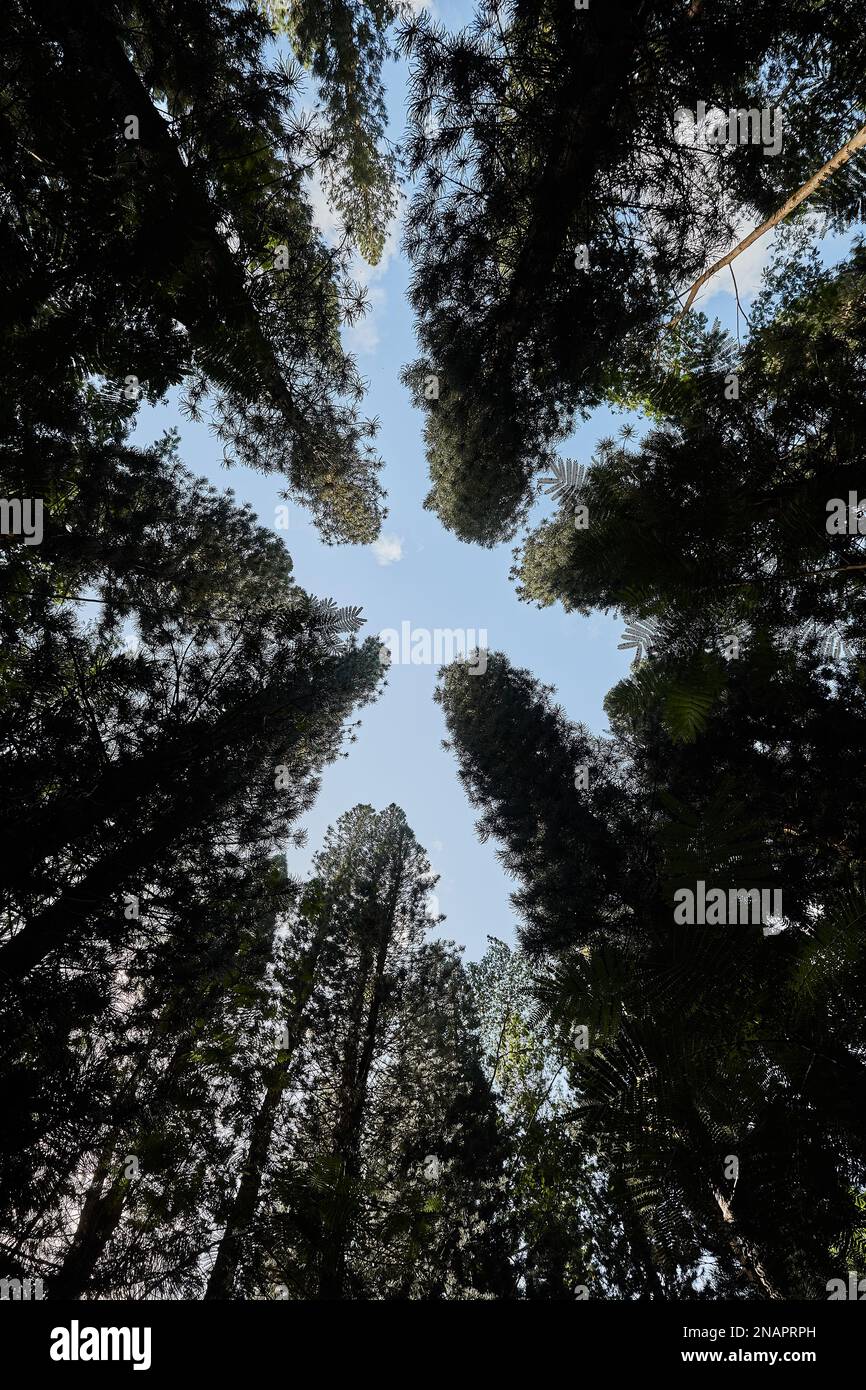 Trees from below on Kauai Hanalei, Hawaii, United States Stock Photo ...