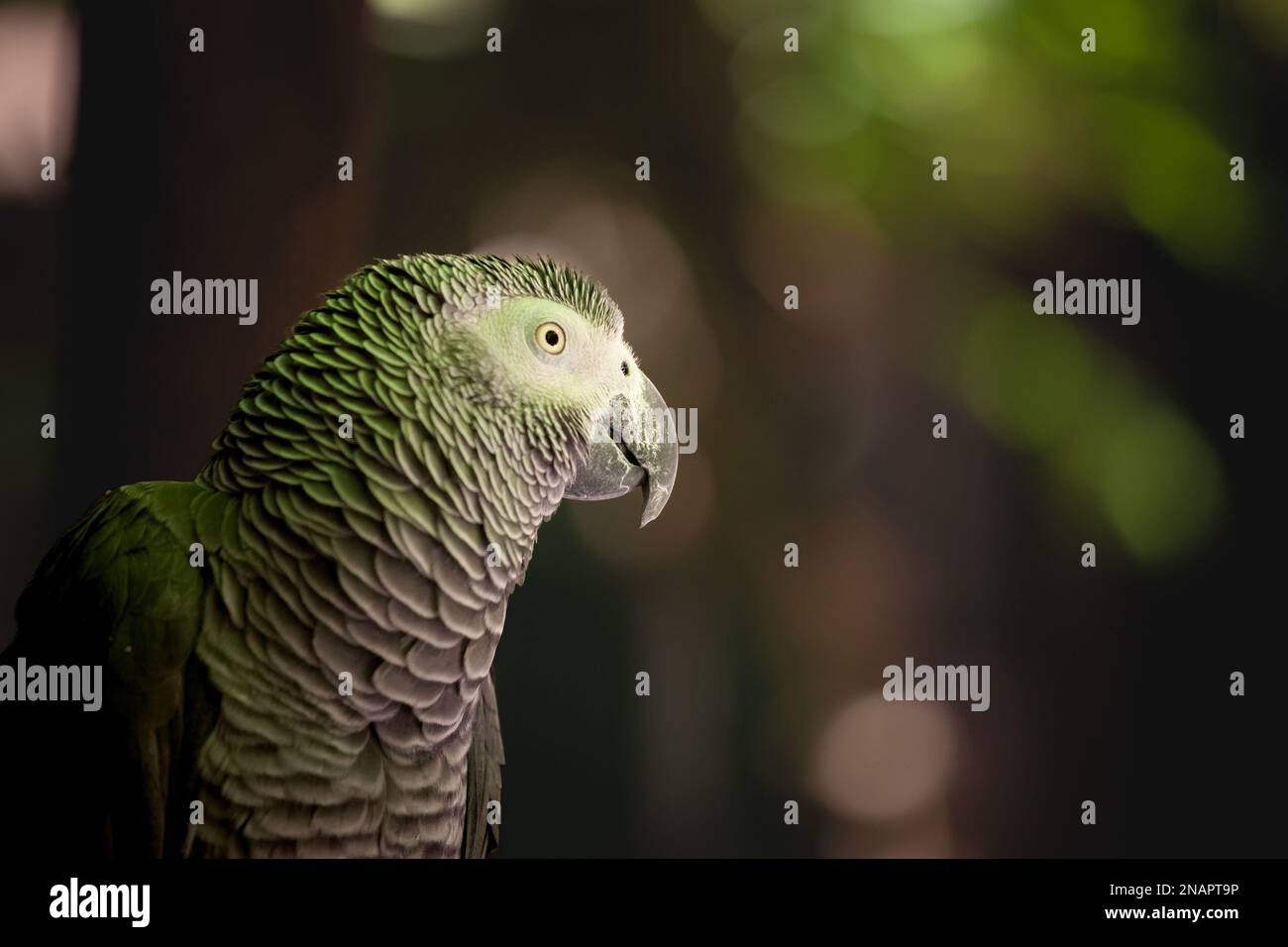 Picture of a grey parrot standing and posing to the camera. The grey ...