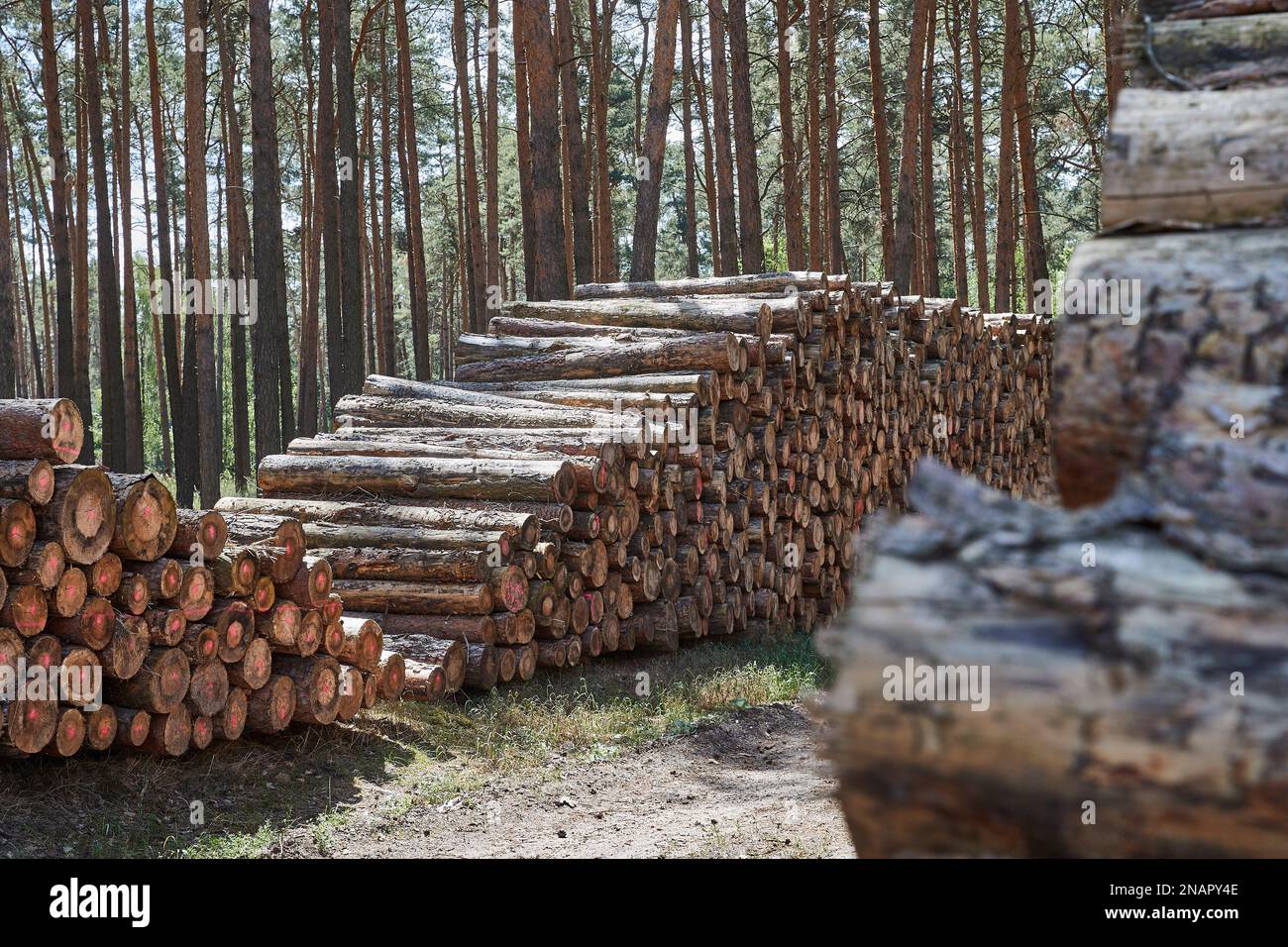 Stapled to tree hi-res stock photography and images - Alamy