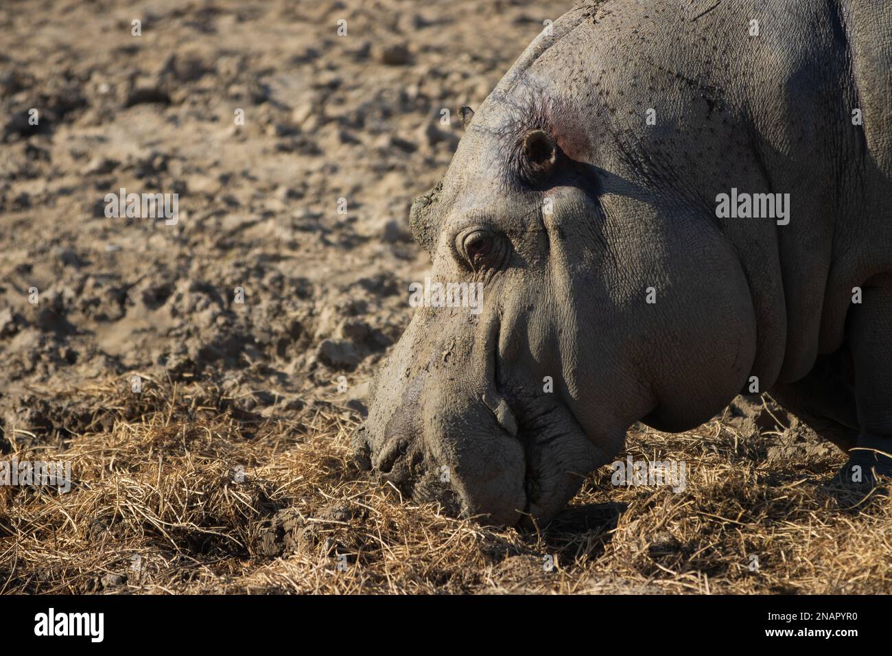 The common hippopotamus, Hippopotamus amphibius, or hippo, is a large ...