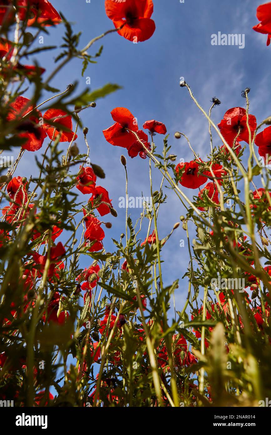 multiple poppy flowers on a field from a low angle against the blue sky ...