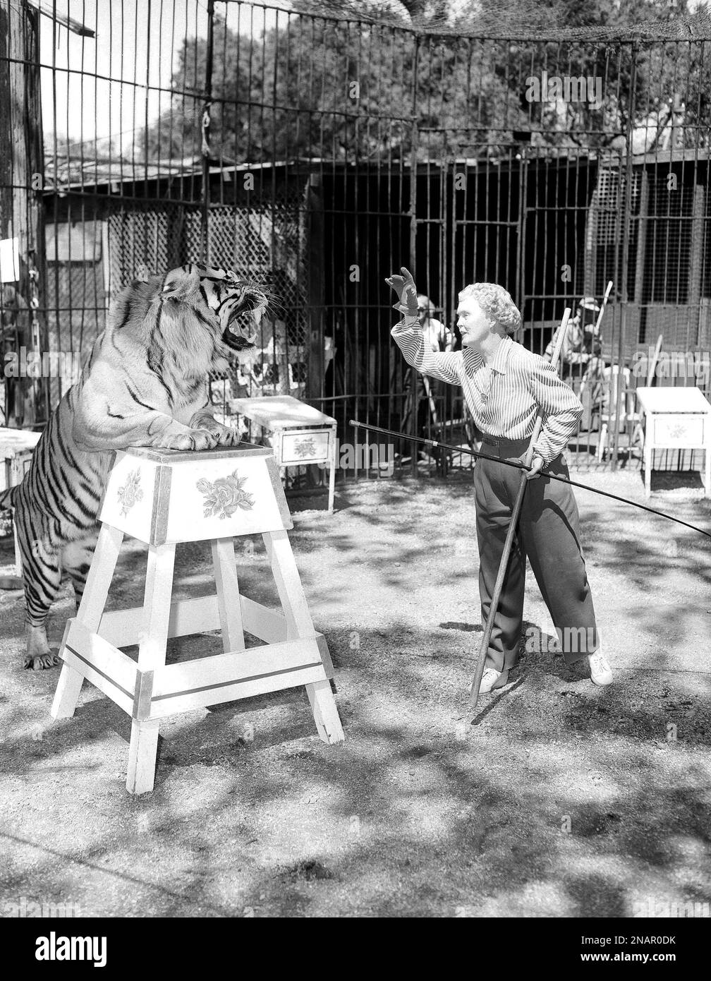 After 2½ months absence, Mabel Stark is back behind the bars at the ...