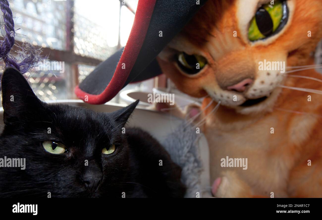 The Booted Cat, commonly known as Puss in Boots, poses in a setup ...