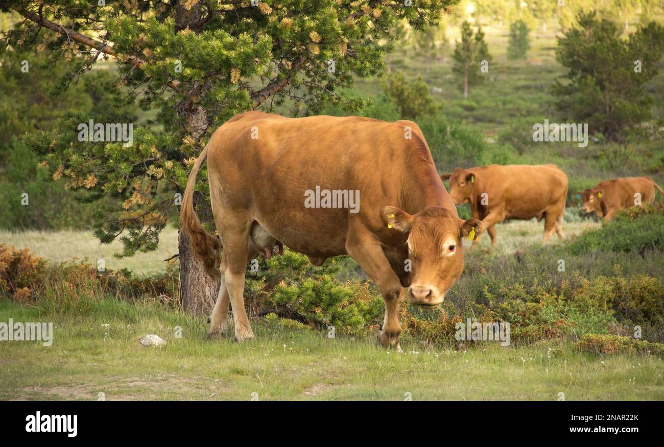 Grazing cow staring at the camera lens Stock Photo - Alamy