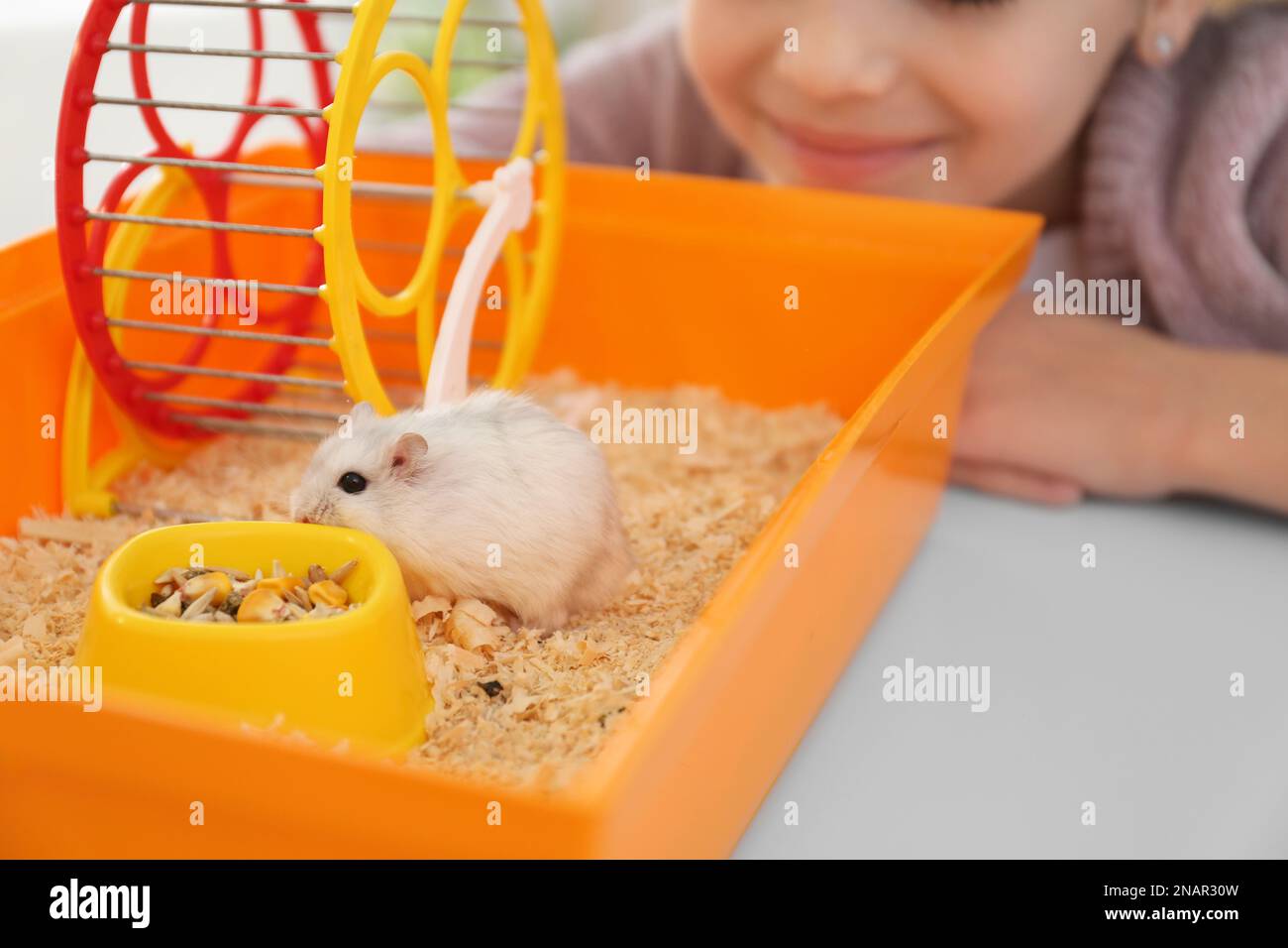 Little girl playing with cute hamster at home, focus on pet Stock Photo ...