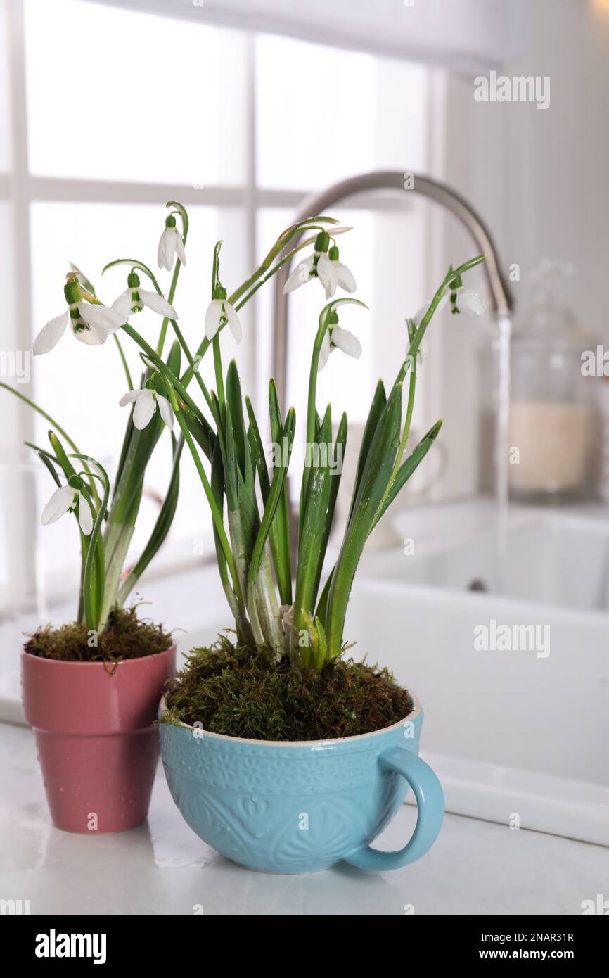 Beautiful potted snowdrops on countertop in kitchen Stock Photo - Alamy