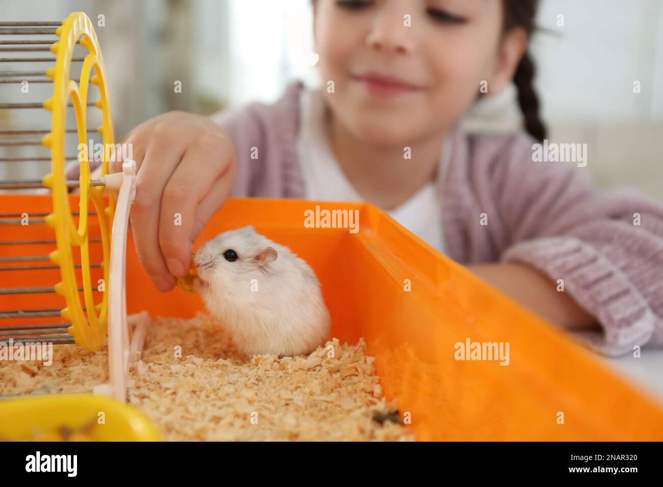Little girl playing with cute hamster at home, focus on hand Stock ...