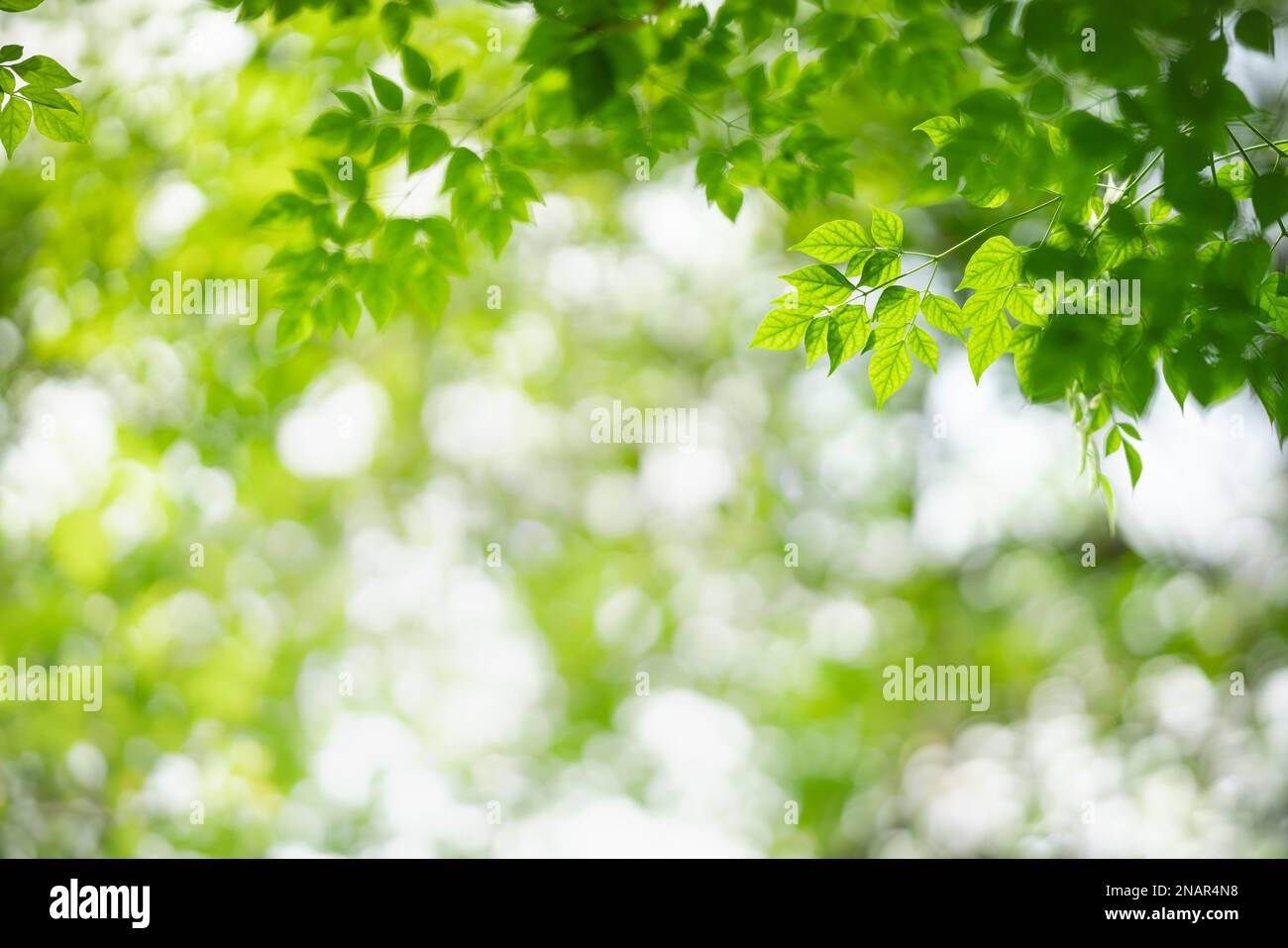 Beautiful nature view green leaf on blurred greenery background under ...