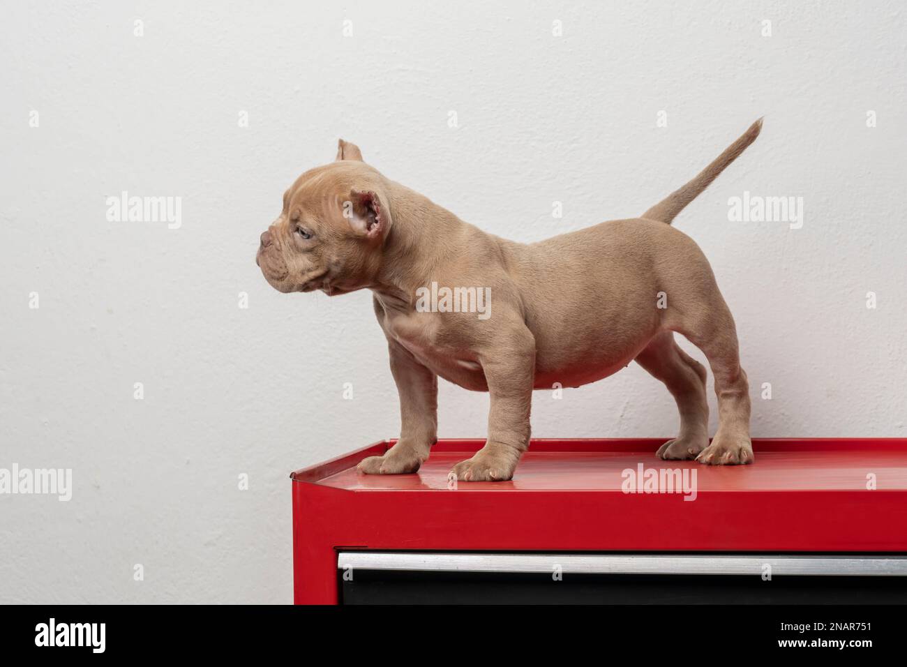 american bully puppy dog with a show pose Stock Photo - Alamy