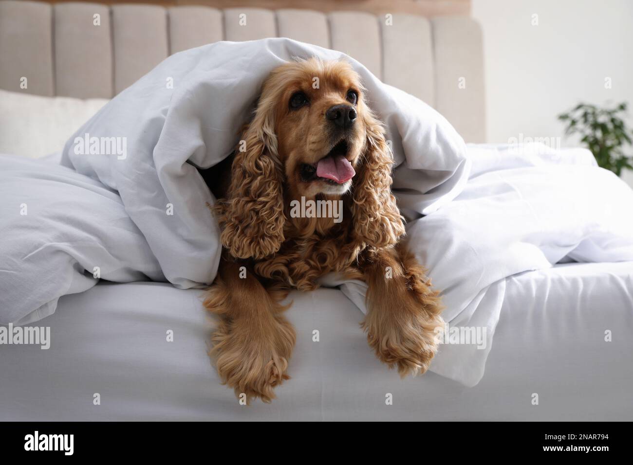 Cute English cocker spaniel covered with soft blanket on bed Stock ...